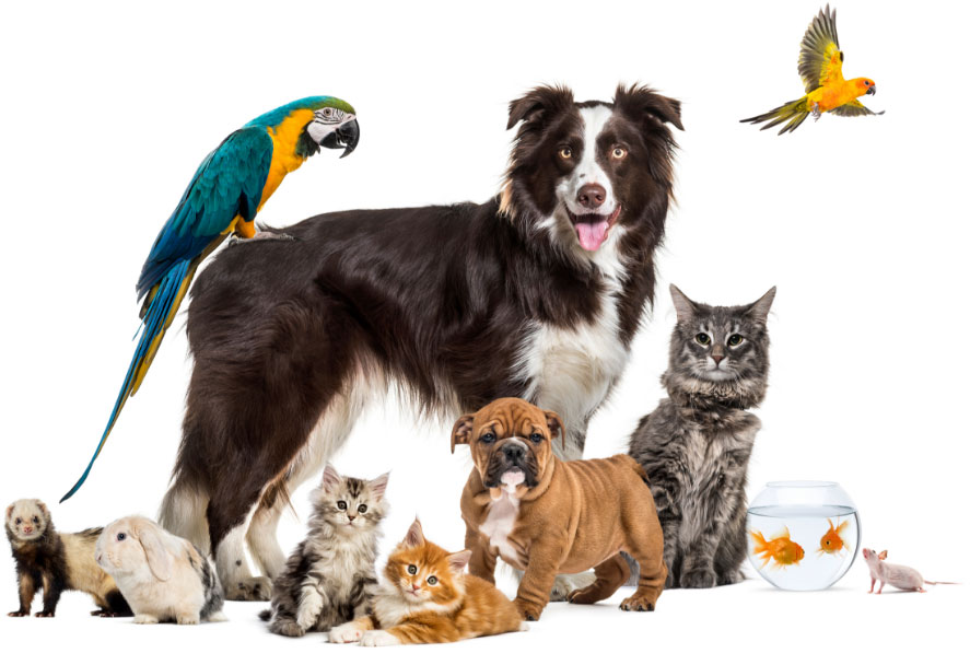 Home - Companion Animal Wellness Center